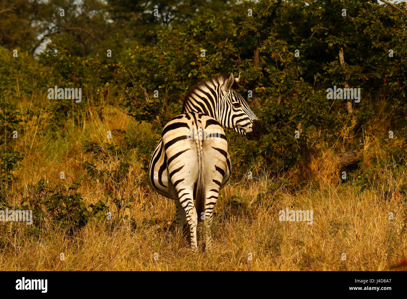 Happy wild Zebras on the African plains Stock Photo - Alamy