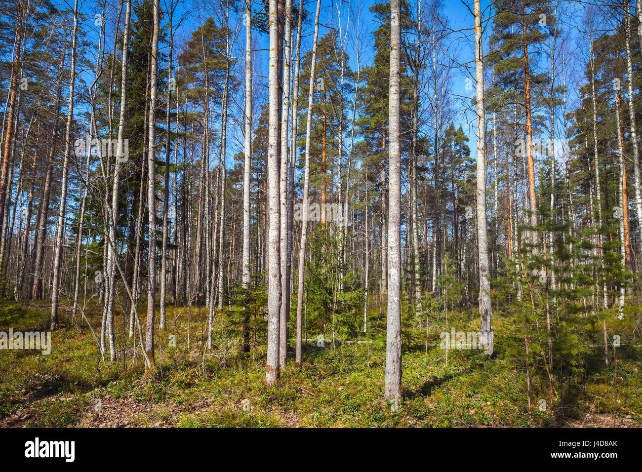 Spring European forest background photo, Imatra Region, Finland Stock ...