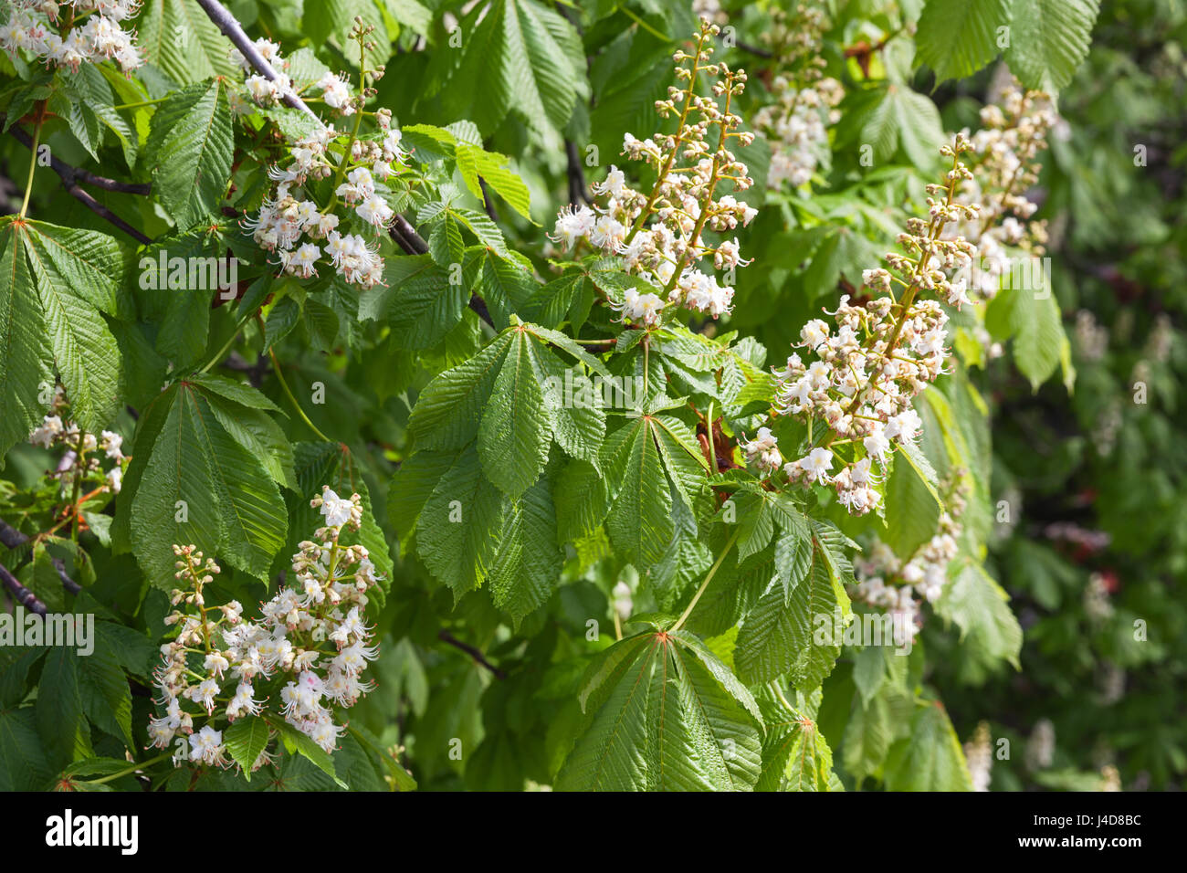 Chestnut tree bloom hi-res stock photography and images - Alamy