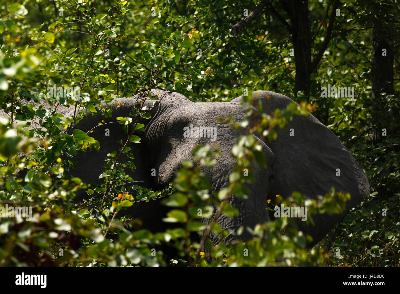 African bush elephant eating wild Lucerne flowers Stock Photo - Alamy