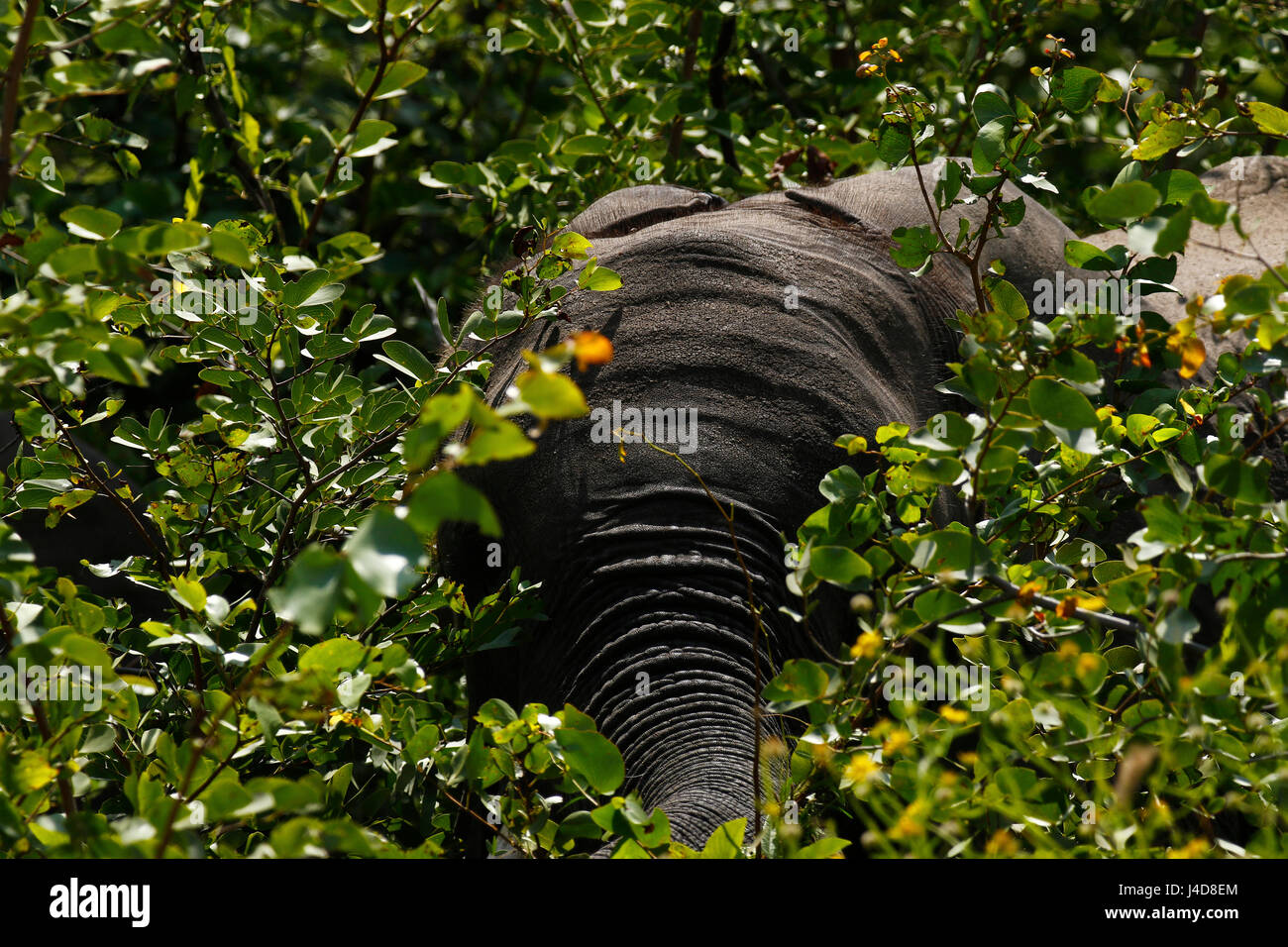 African bush elephant eating wild Lucerne flowers Stock Photo - Alamy
