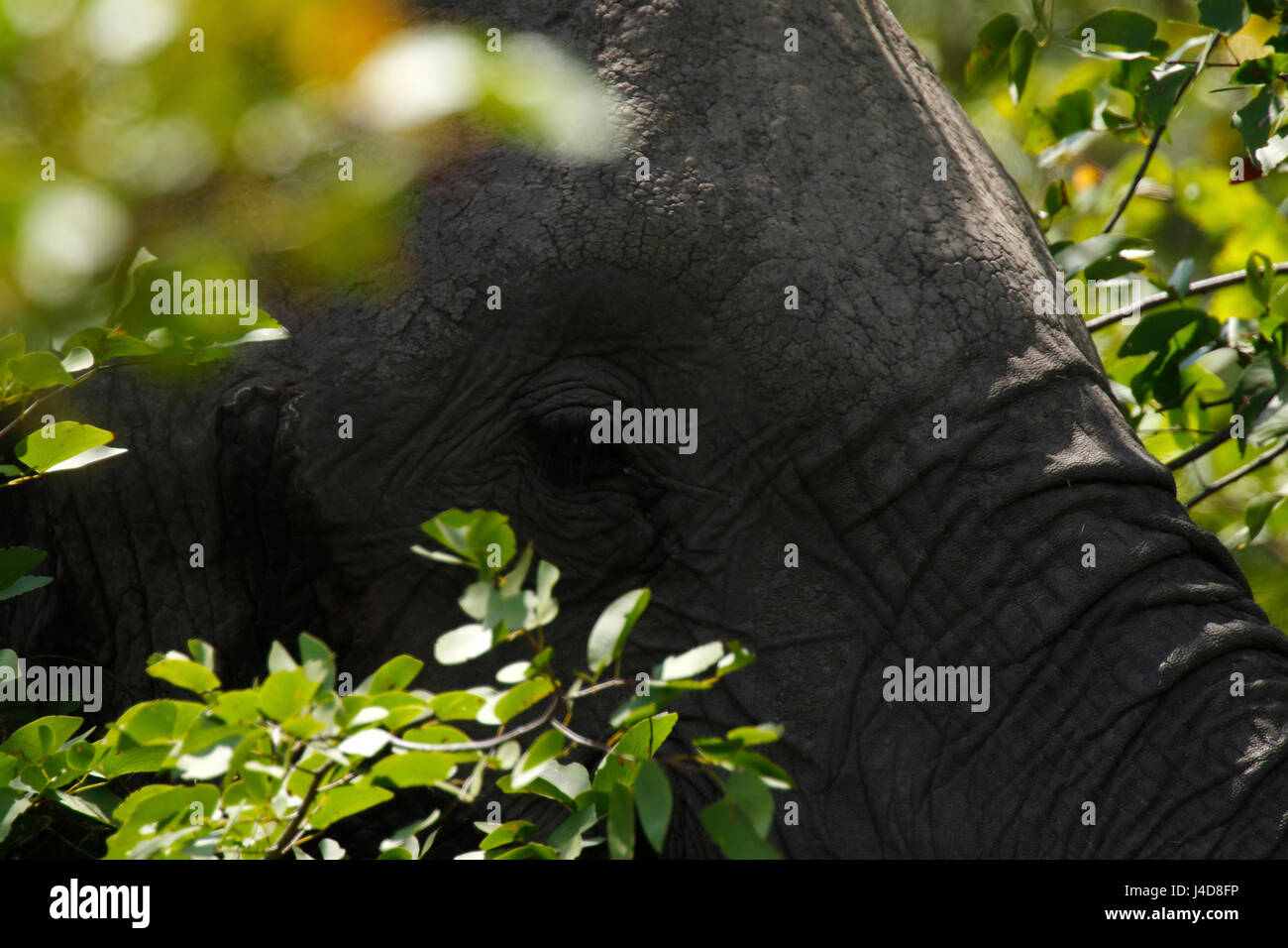 African bush elephant eating wild Lucerne flowers Stock Photo - Alamy