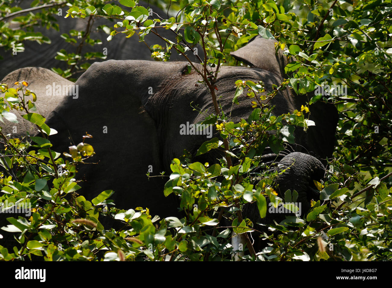 Living on the open plains hi-res stock photography and images - Alamy