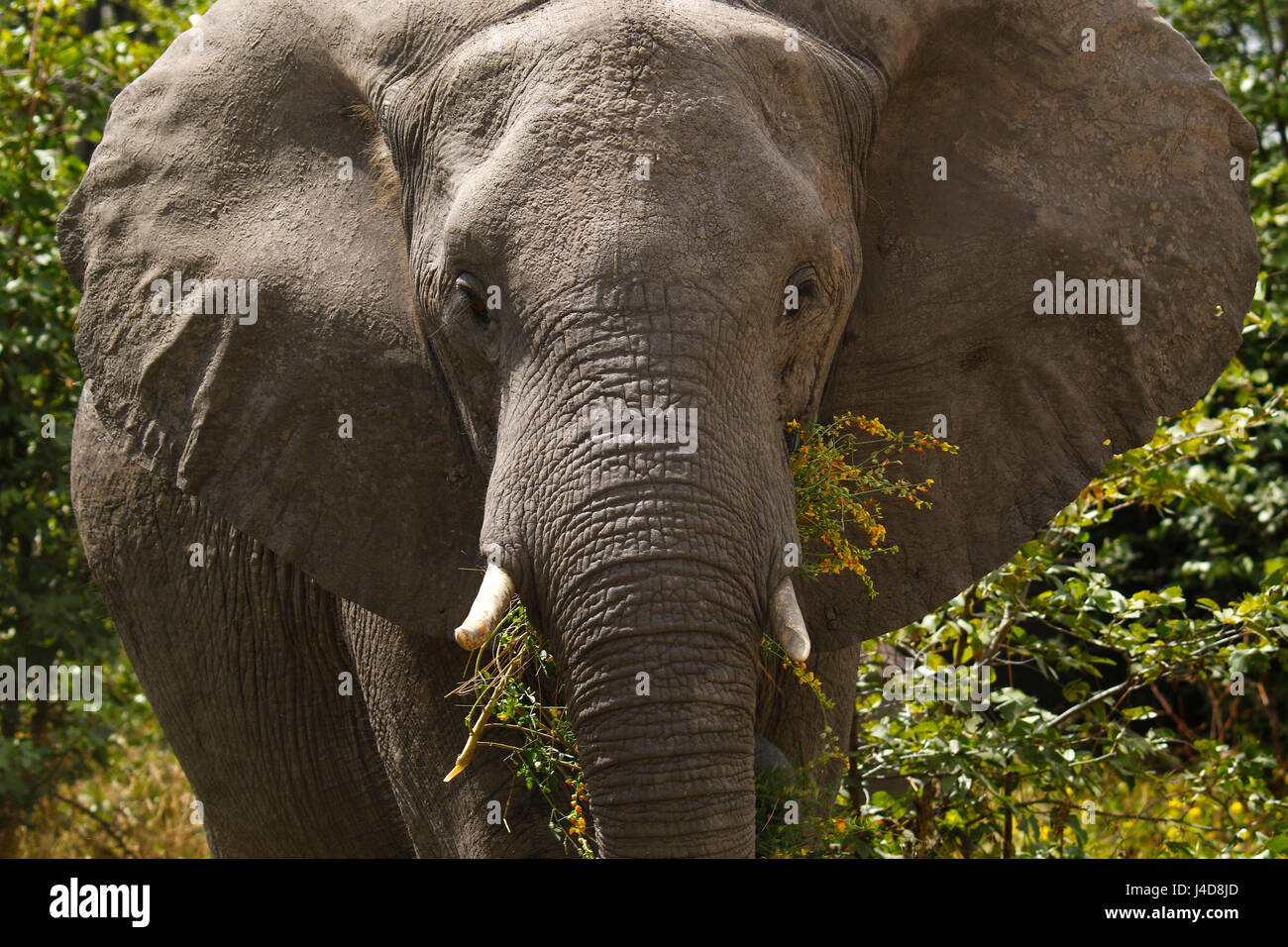 African bush elephant eating wild Lucerne flowers Stock Photo - Alamy
