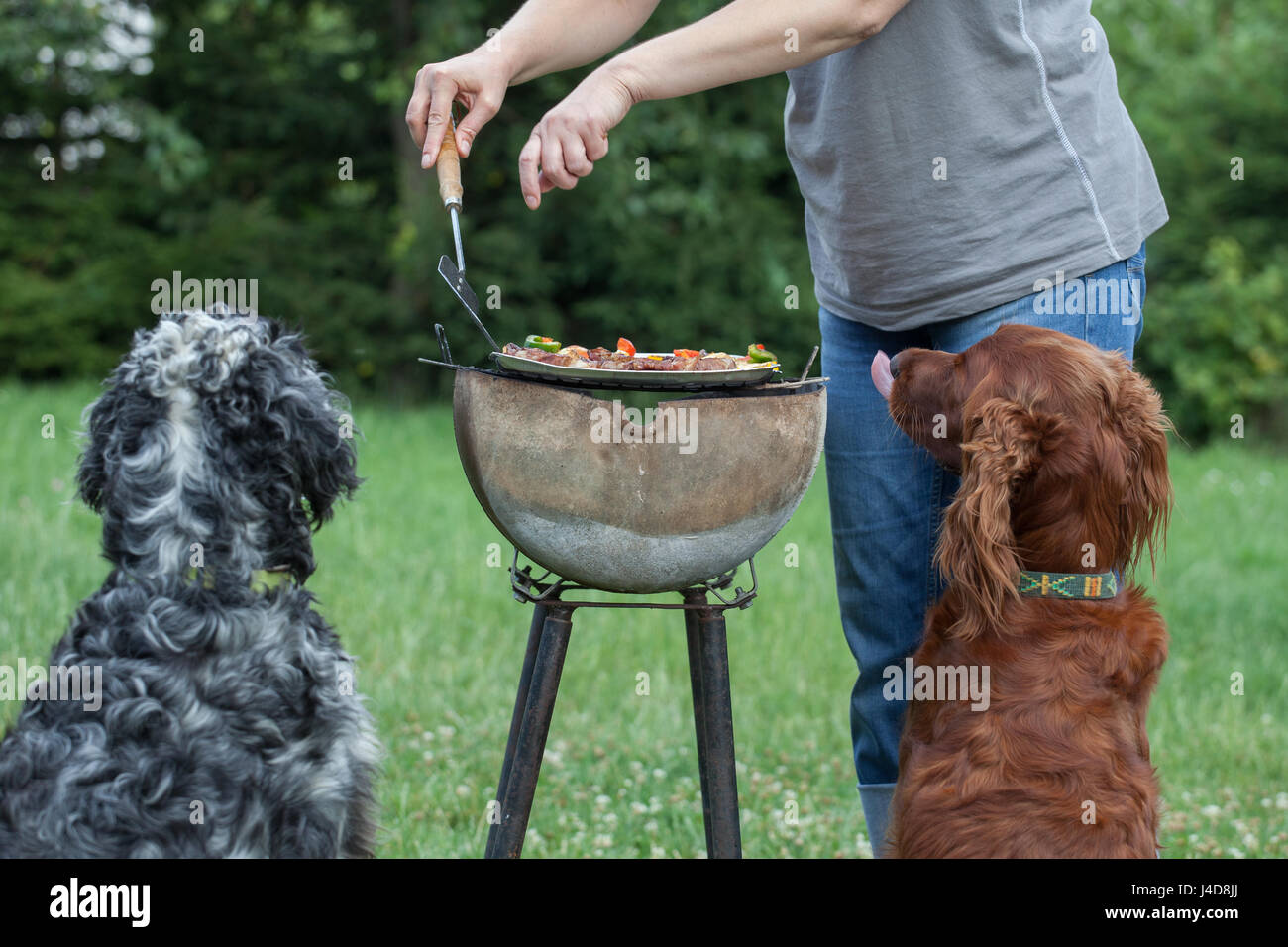 Dog wait for the barbecue Stock Photo - Alamy