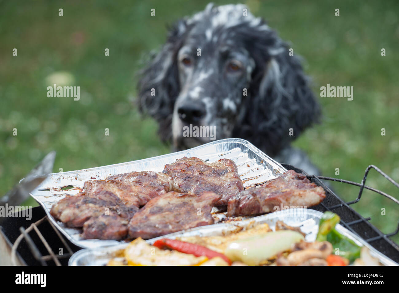 Dog wait for the barbecue Stock Photo - Alamy