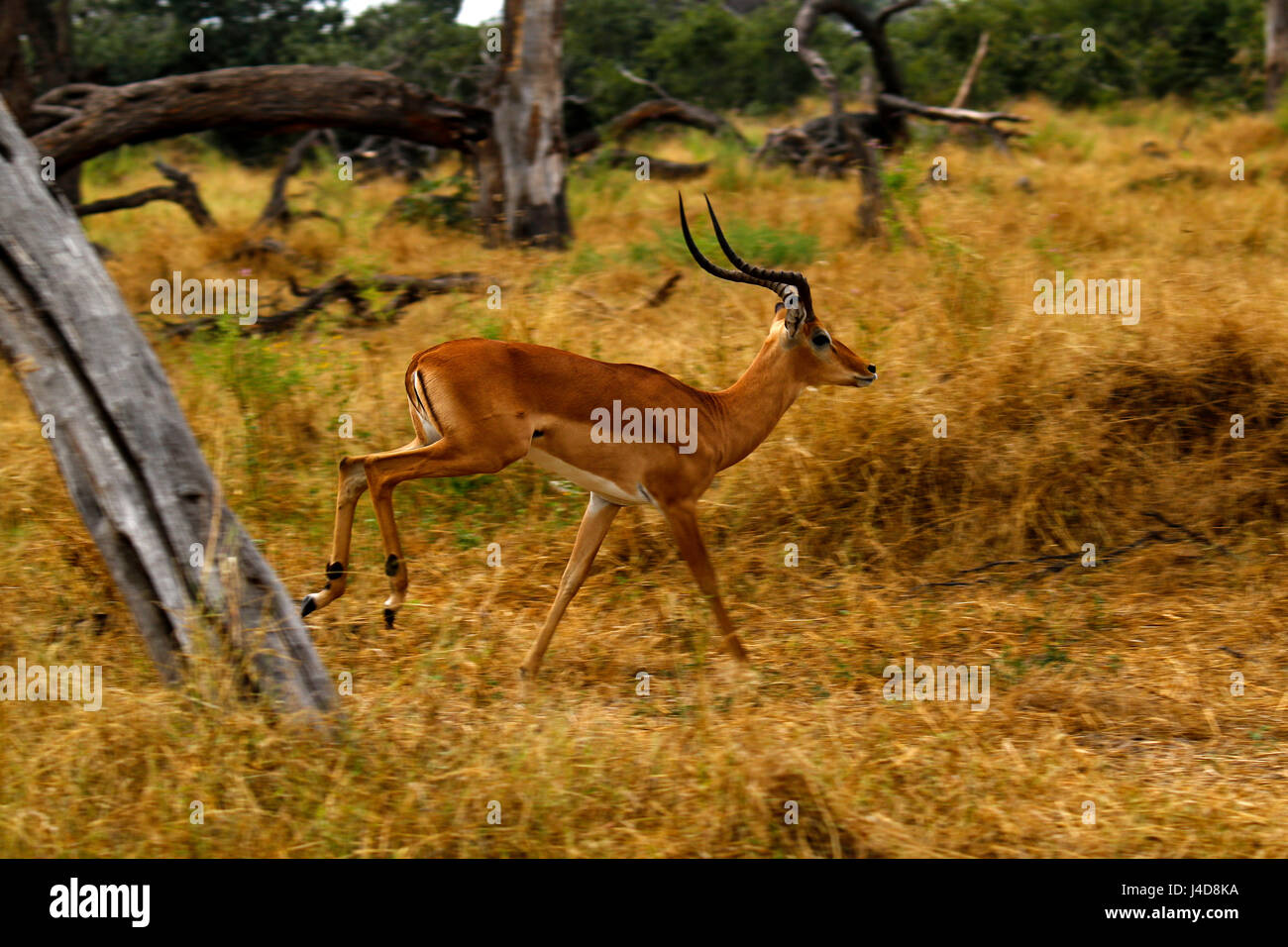 Rutting time or mating season for the African Impala antelopes Stock ...