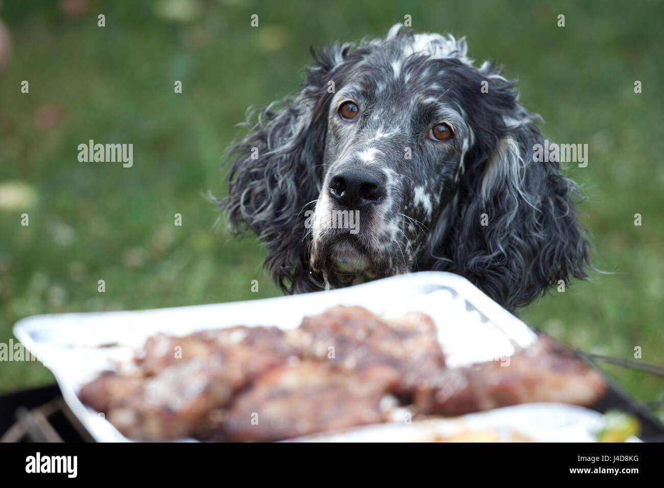 Boy eating barbecue grilled hot dog hi-res stock photography and images ...