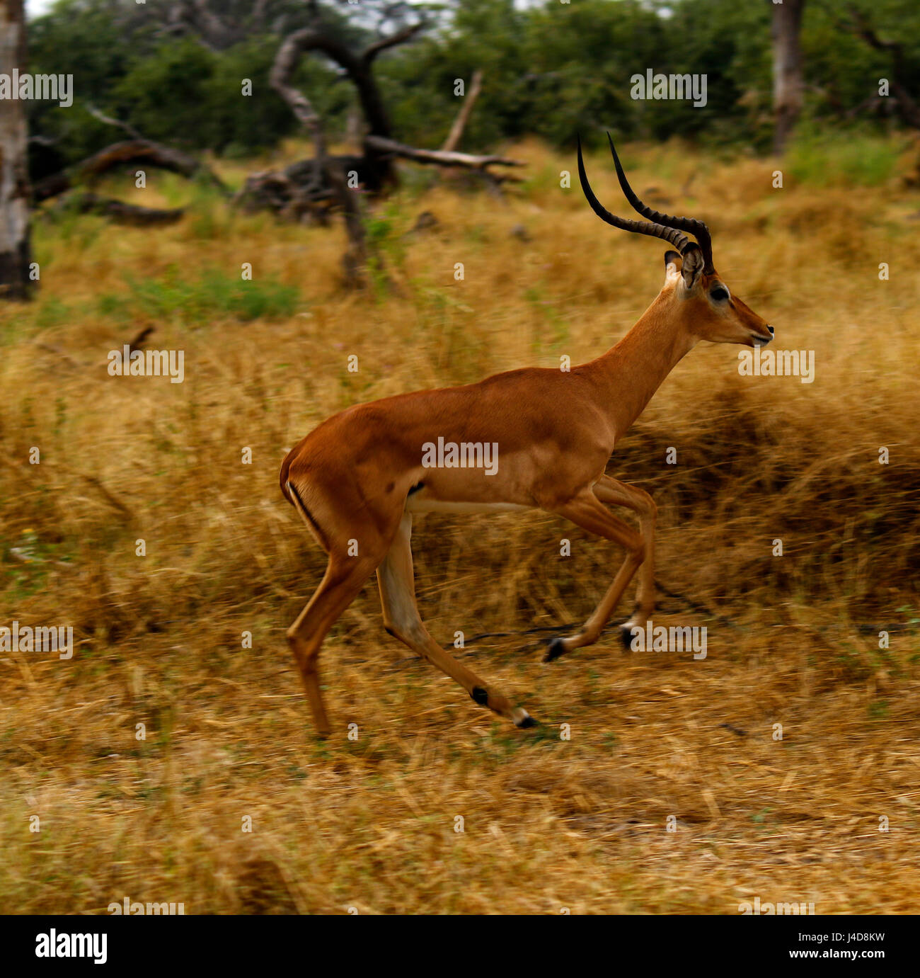 Rutting time or mating season for the African Impala antelopes Stock ...