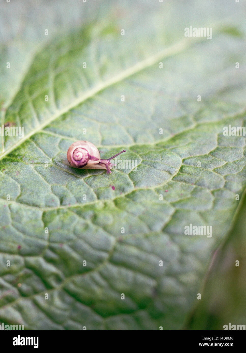 Tiny snail uk hi-res stock photography and images - Alamy