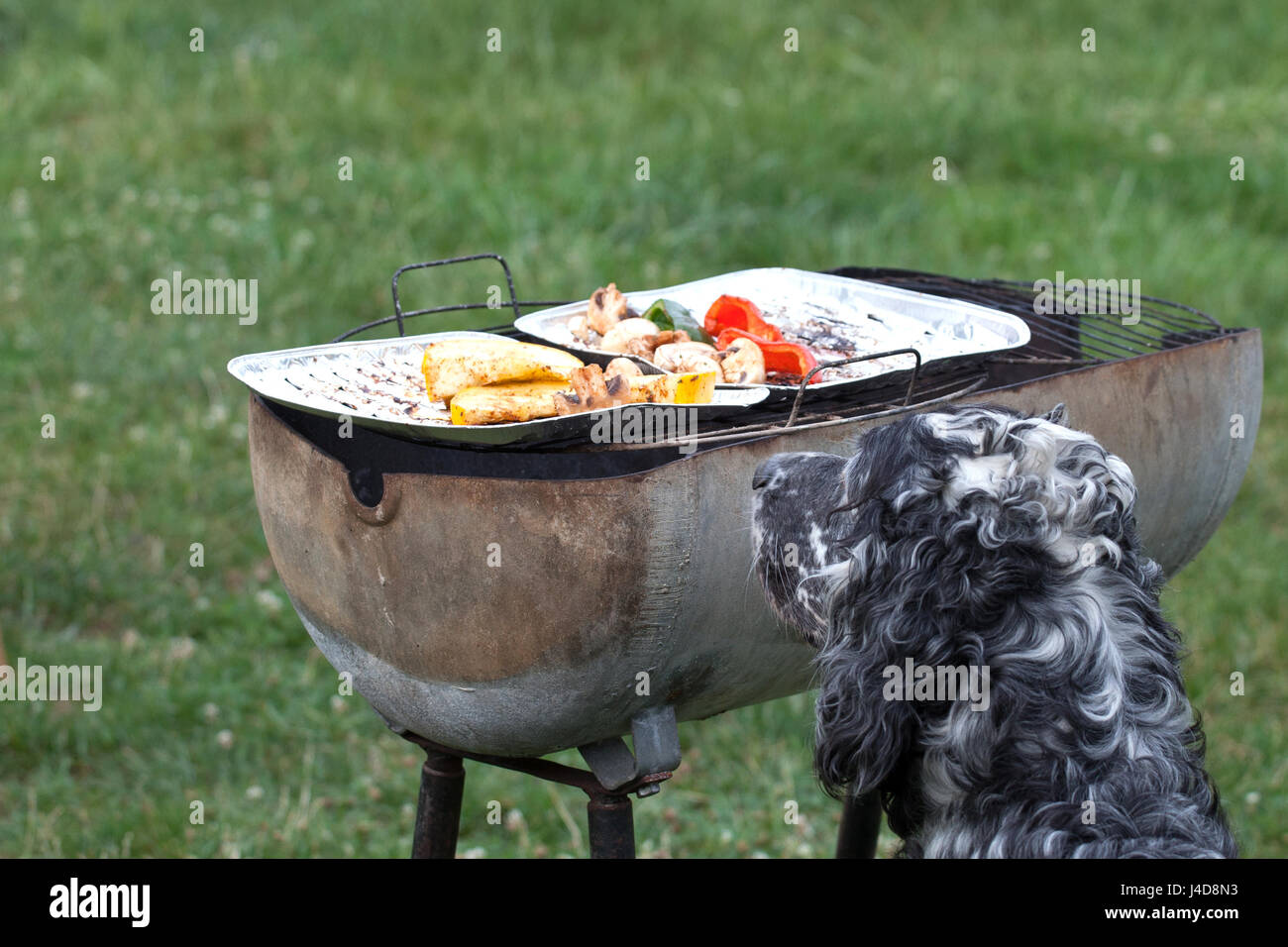 Dog wait for the barbecue Stock Photo - Alamy