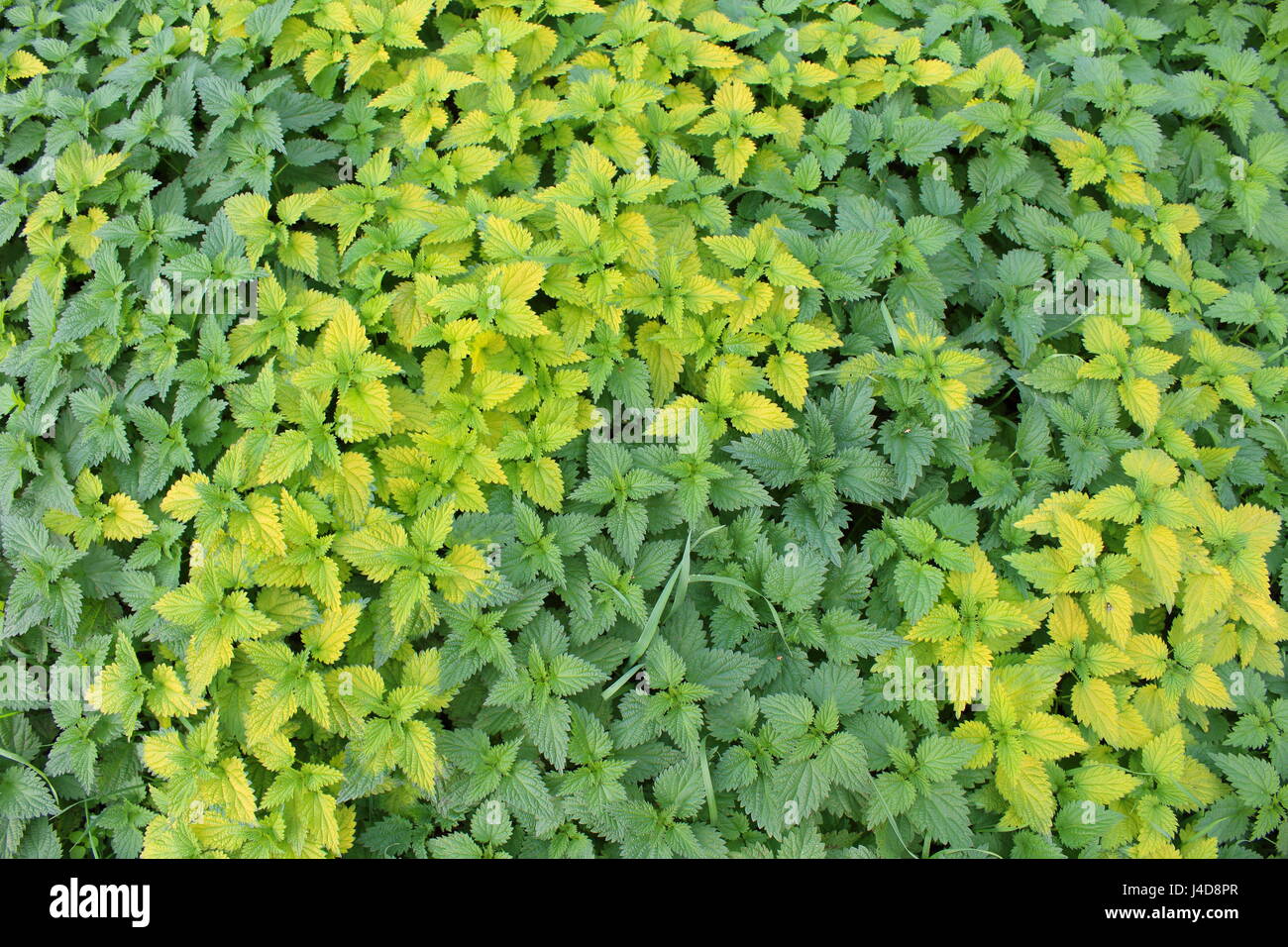common nettle plant (Urtica dioica Stock Photo - Alamy