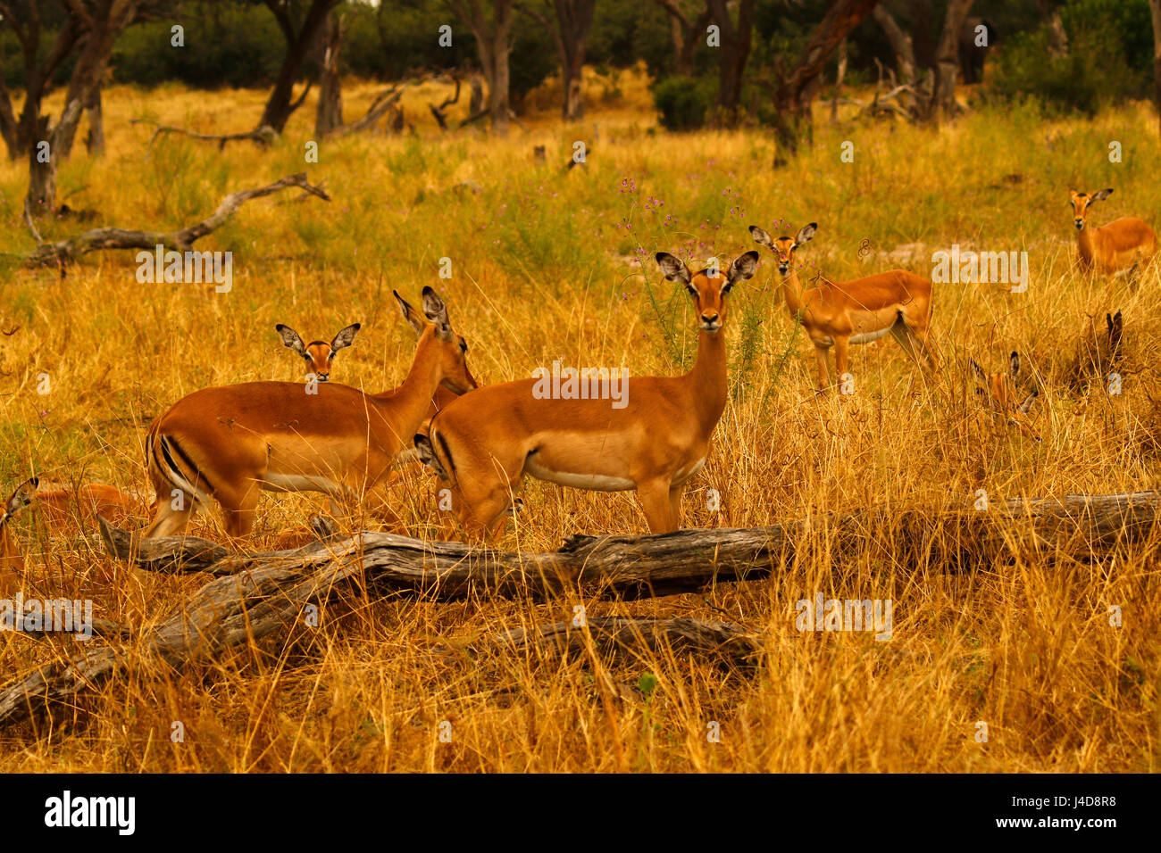 Mating antelopes hi-res stock photography and images - Alamy