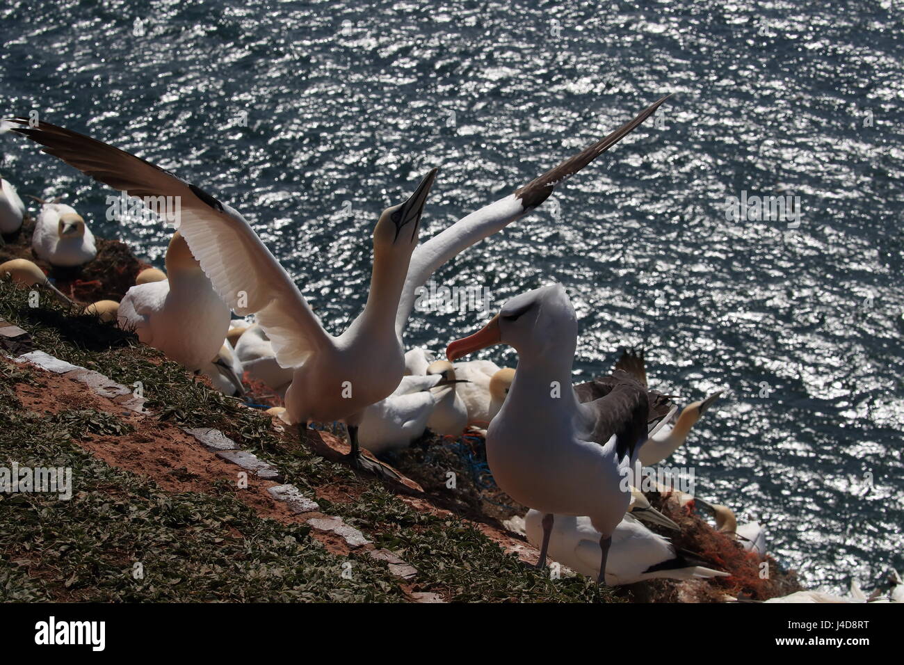 Black-browed Albatros ( Thalassarche melanophris ) or Mollymawk ...