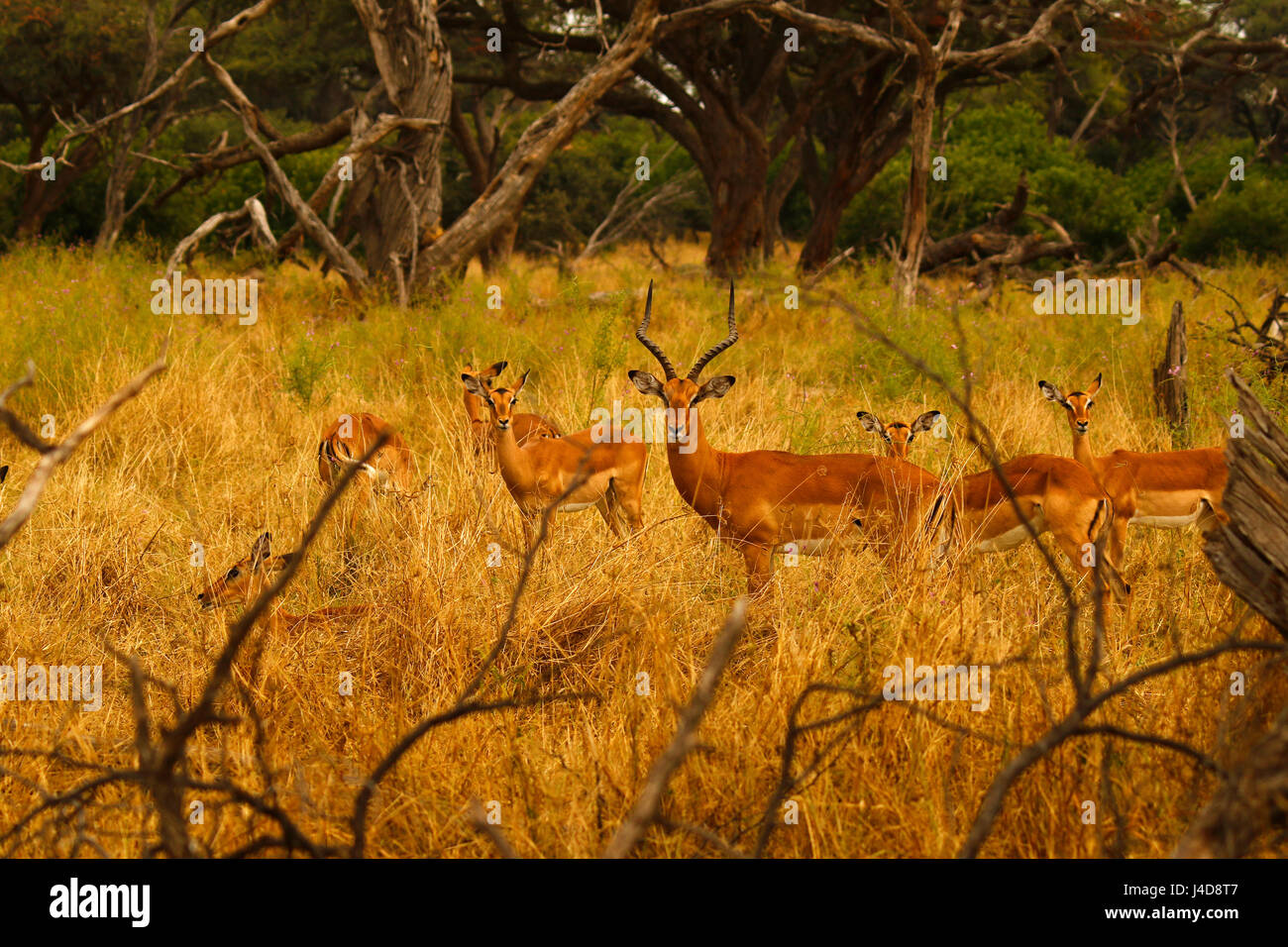Rutting time or mating season for the African Impala antelopes Stock ...