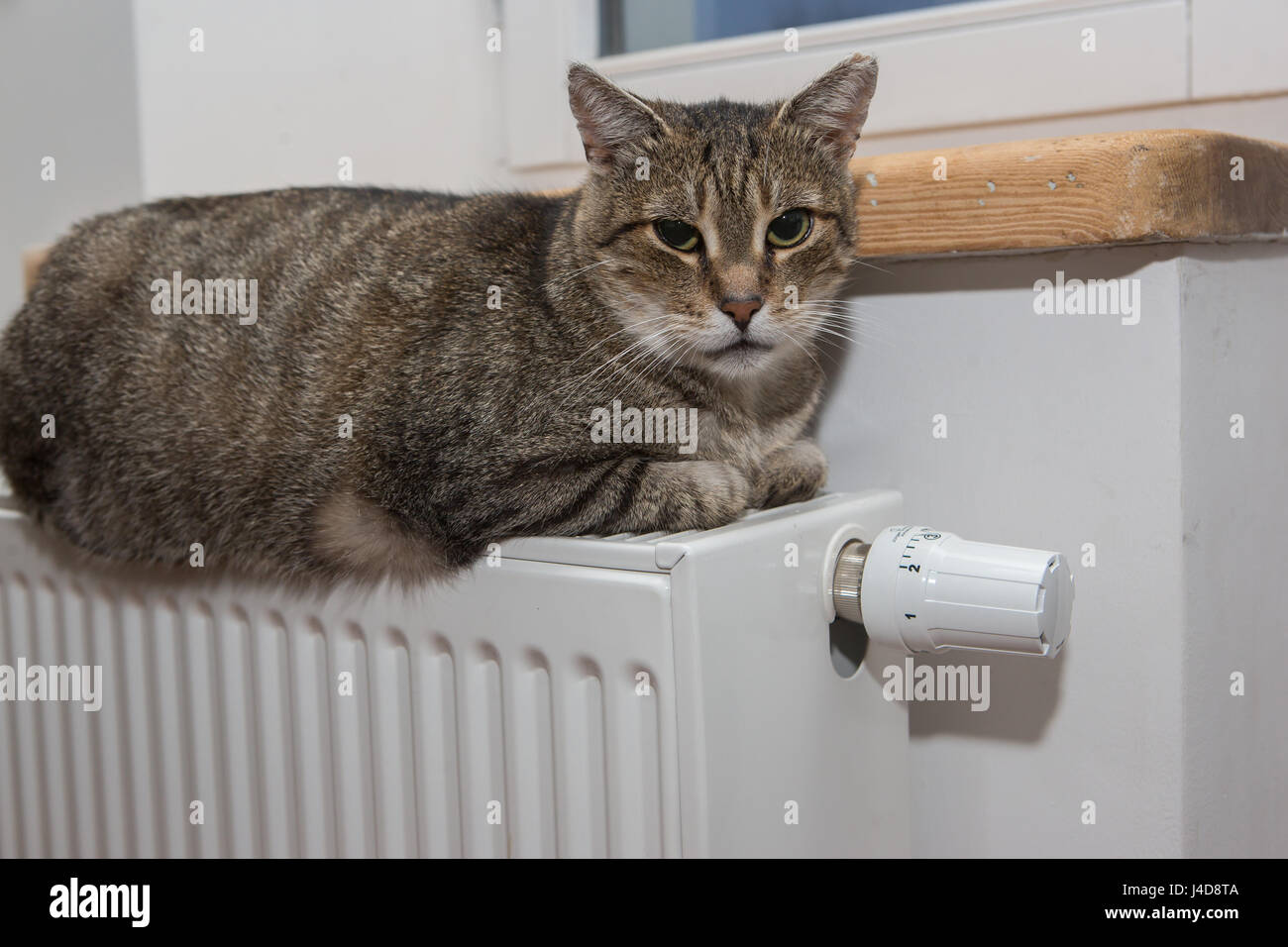 Cat radiator floor hi-res stock photography and images - Alamy