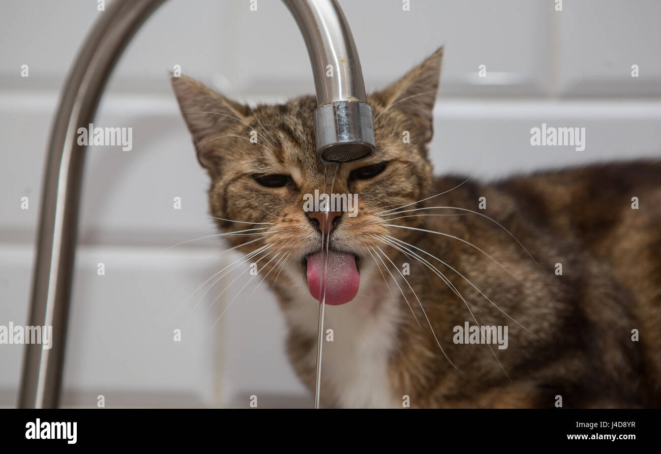 Cat drinks tap water Stock Photo - Alamy