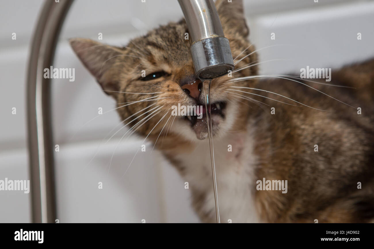 Cat drinks tap water Stock Photo - Alamy