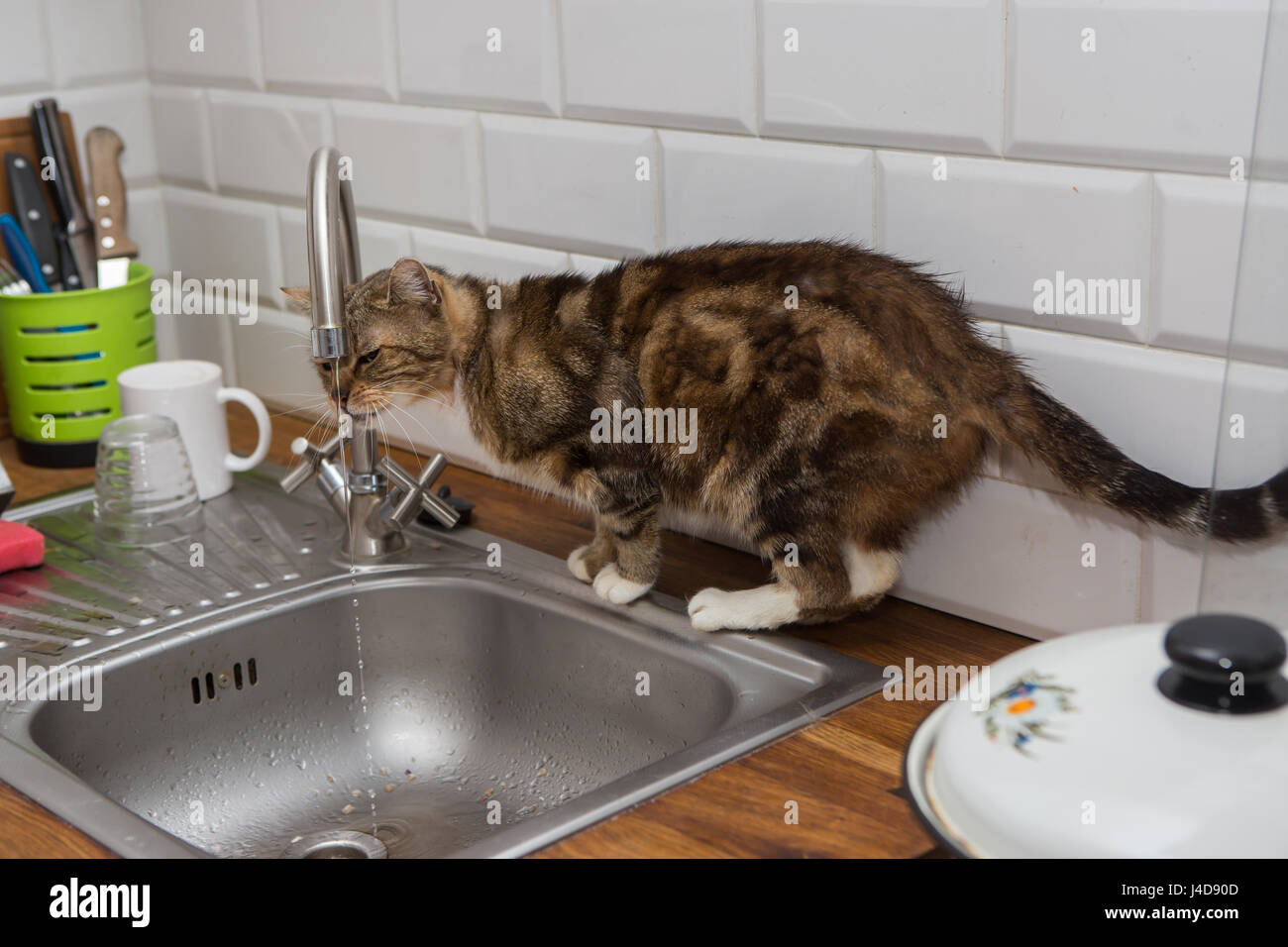 Cat drinks tap water Stock Photo - Alamy
