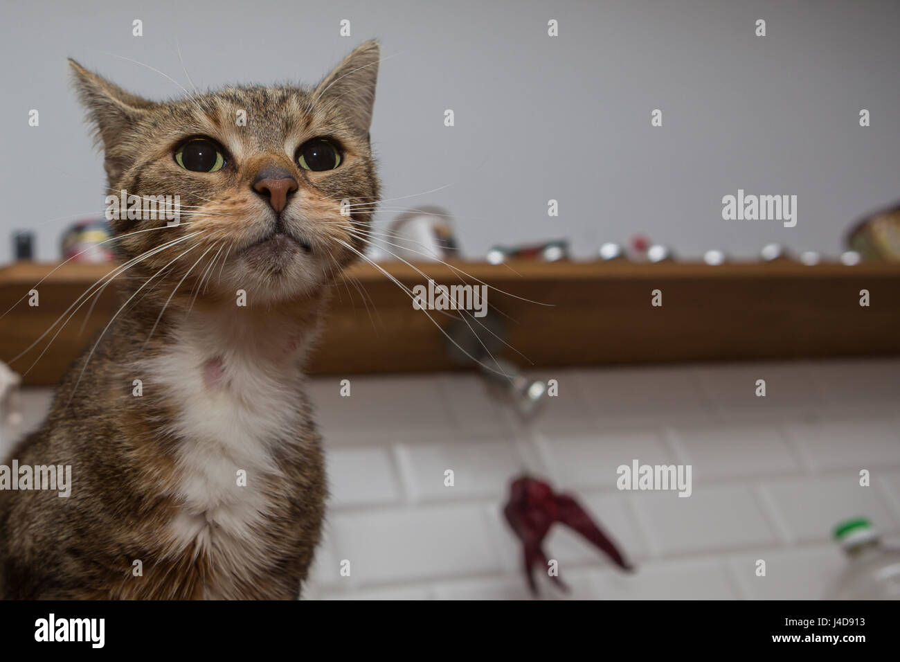 Cat drinks tap water Stock Photo - Alamy