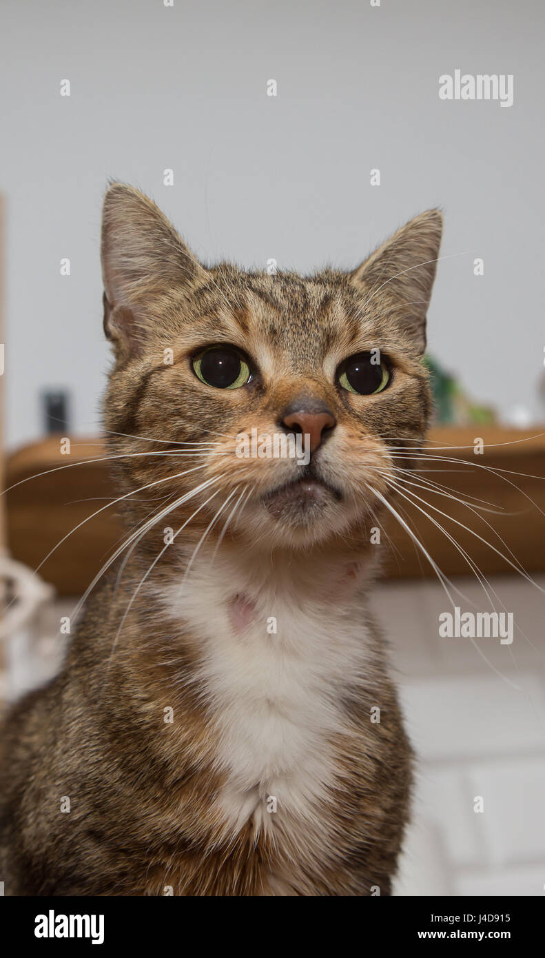 Cat drinks tap water Stock Photo - Alamy