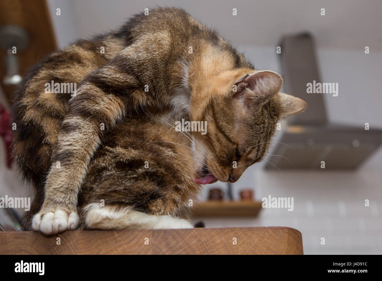 Cat drinks tap water Stock Photo - Alamy