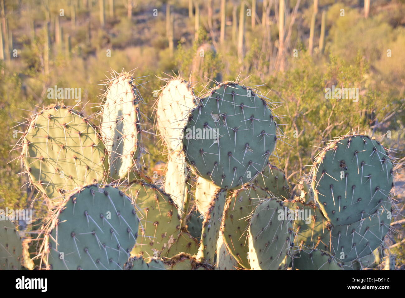 Round cactus hi-res stock photography and images - Alamy