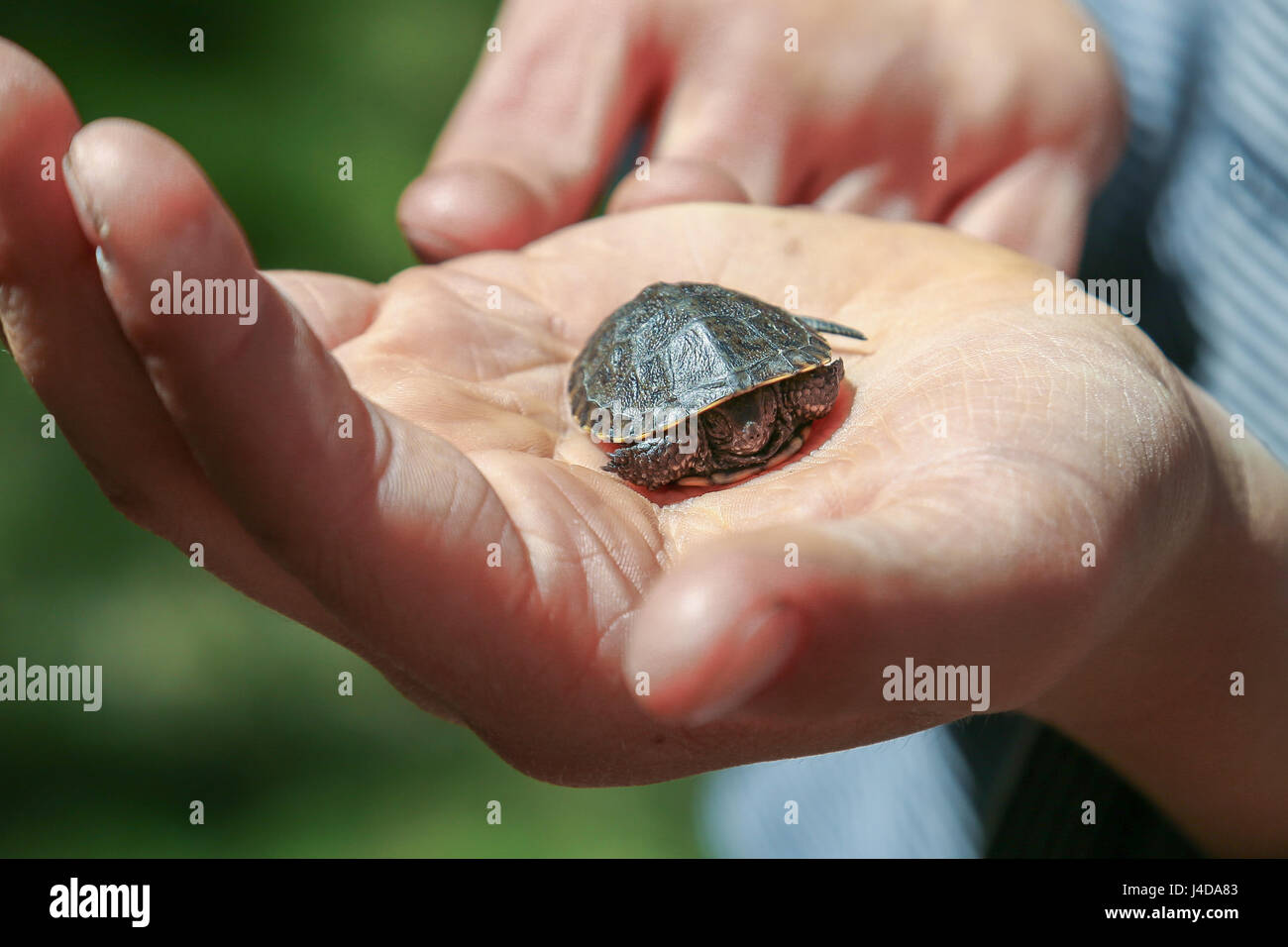 A baby turtle over kid's hand Stock Photo - Alamy