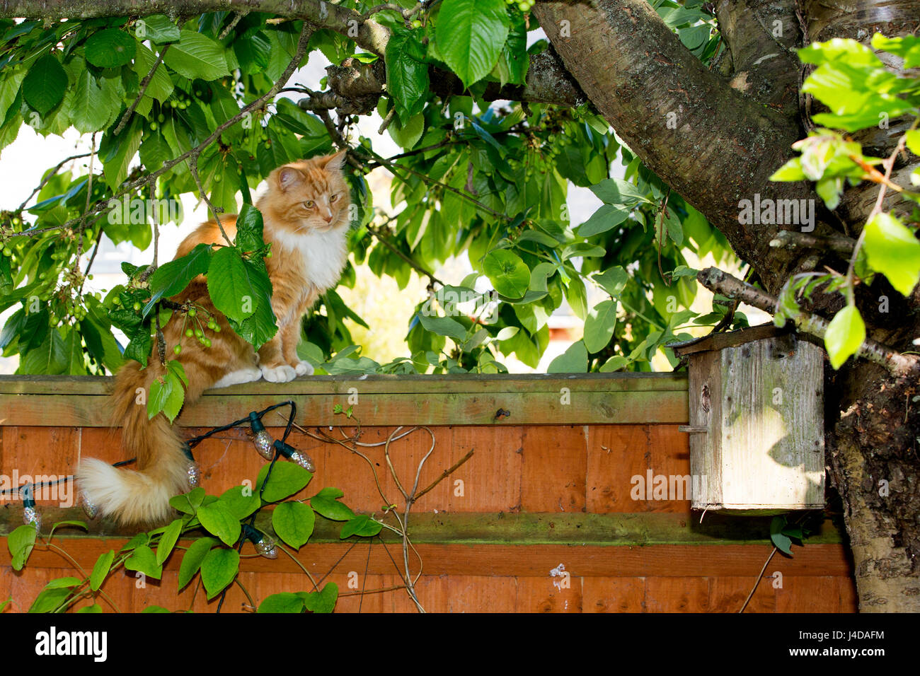 A beautiful ginger cat sits atop a garden fence staring at a bird ...