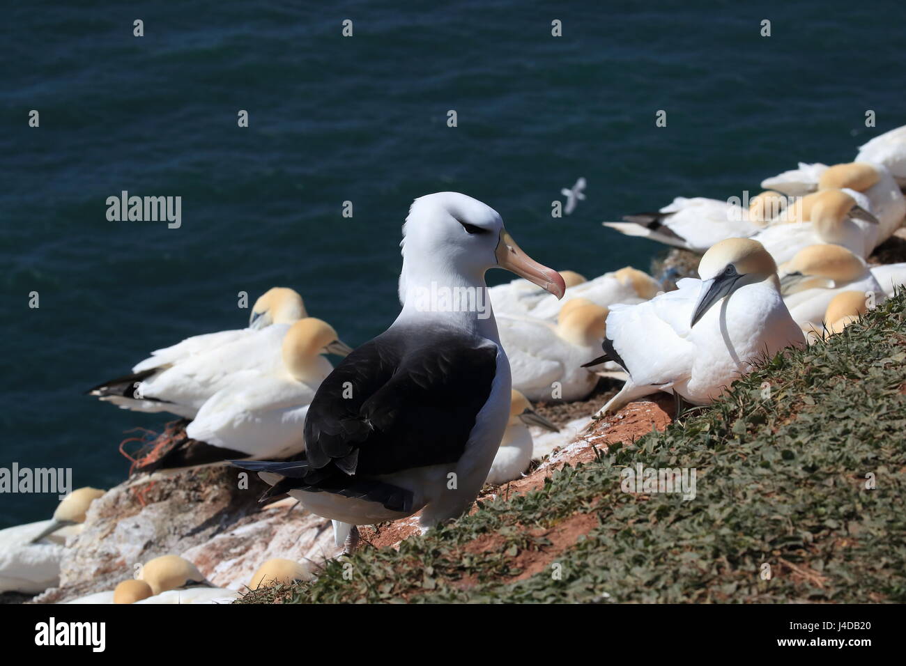 Black-browed Albatros ( Thalassarche melanophris ) or Mollymawk ...