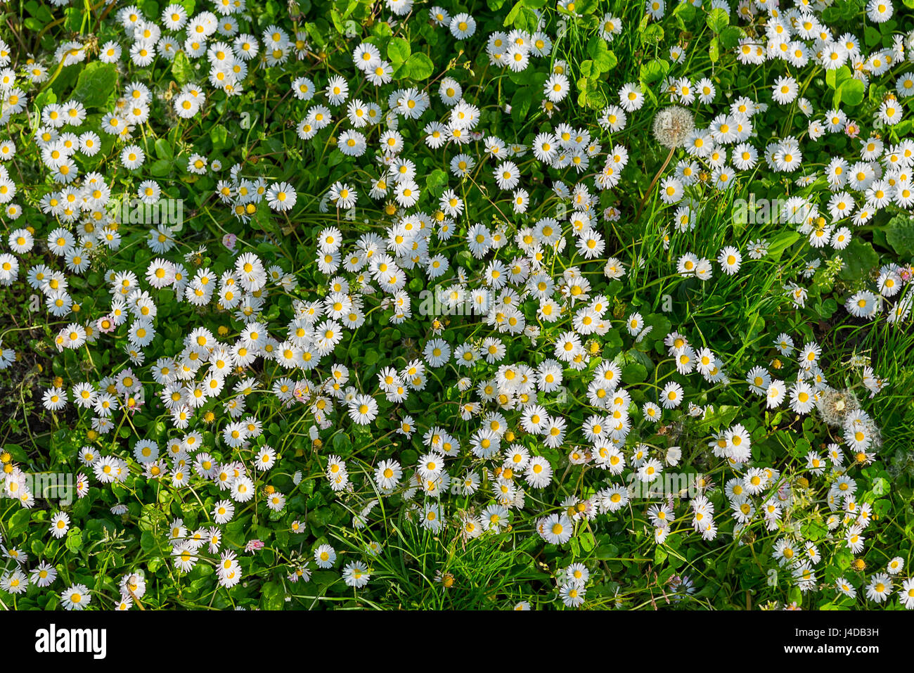 Background texture grass and flowers overhead shot Stock Photo - Alamy
