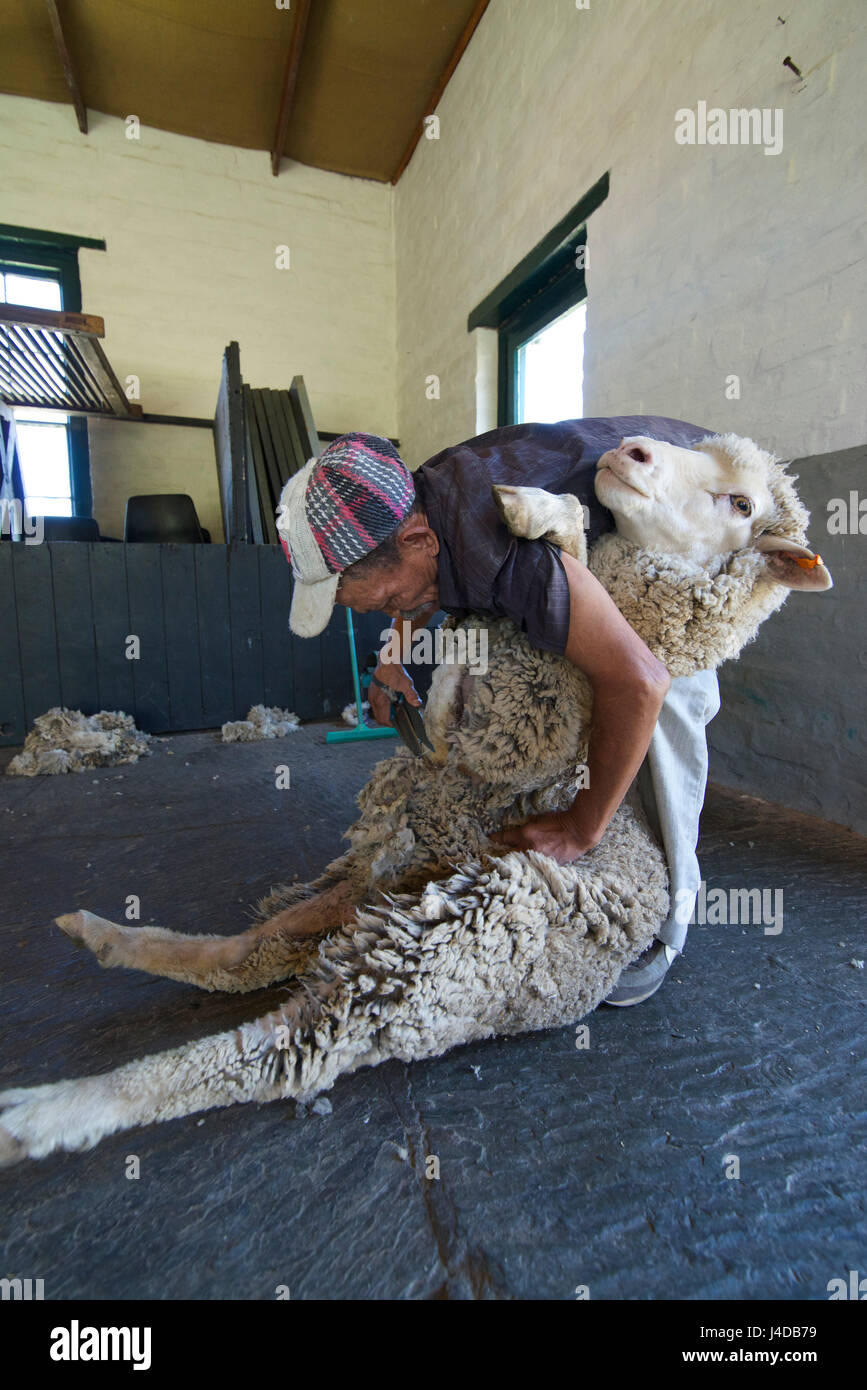 Shearing sheep Ganora Guest Farm near Nieu Bethesda Karoo Eastern Cape ...