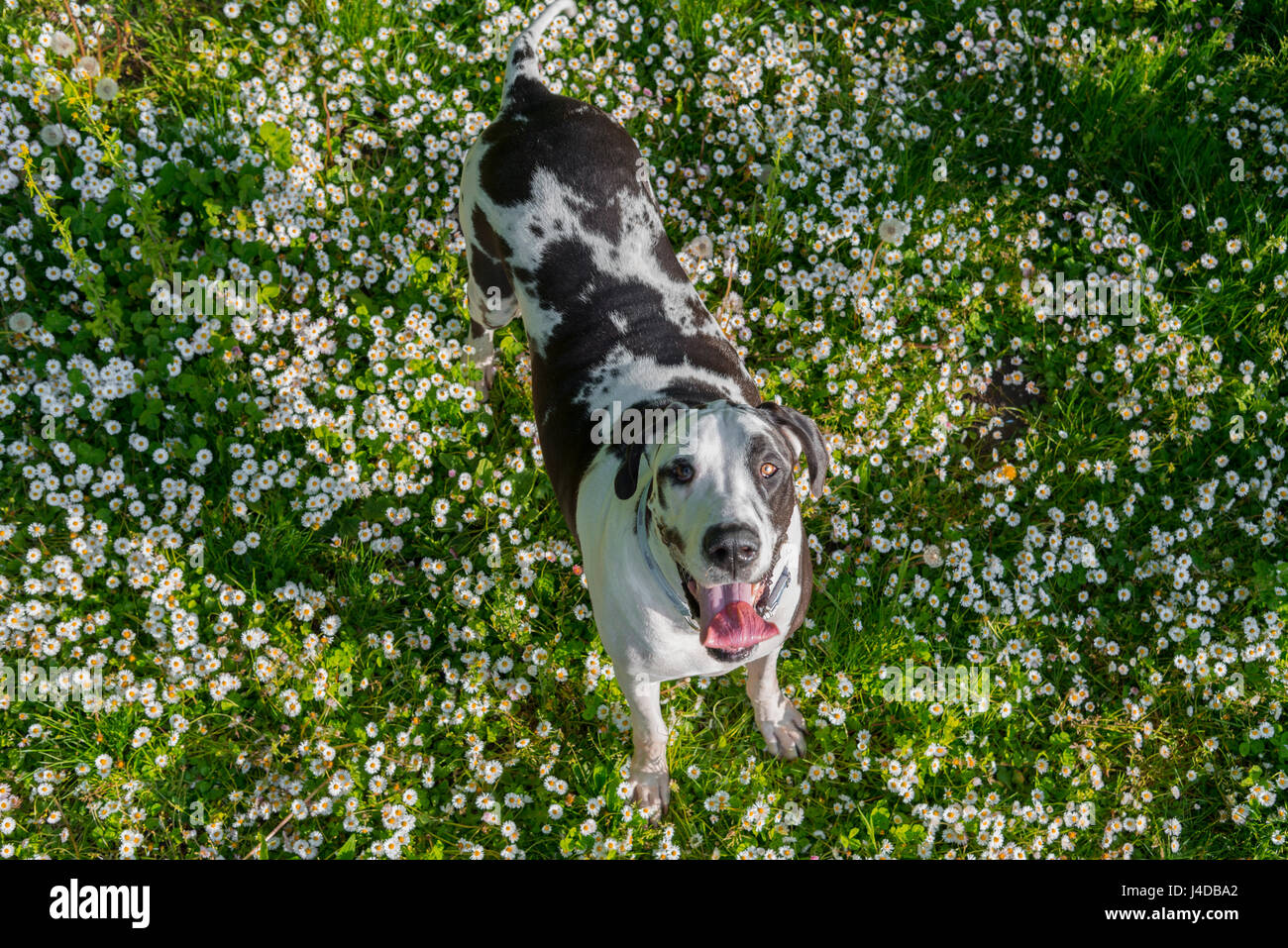 Handsome harlequin great dane smiling at camera Stock Photo - Alamy