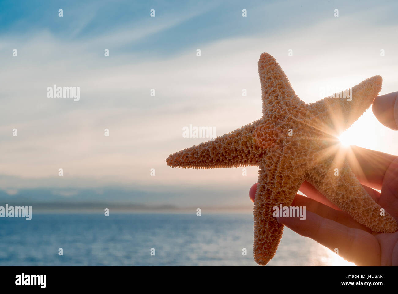 Starfish skin hi-res stock photography and images - Alamy