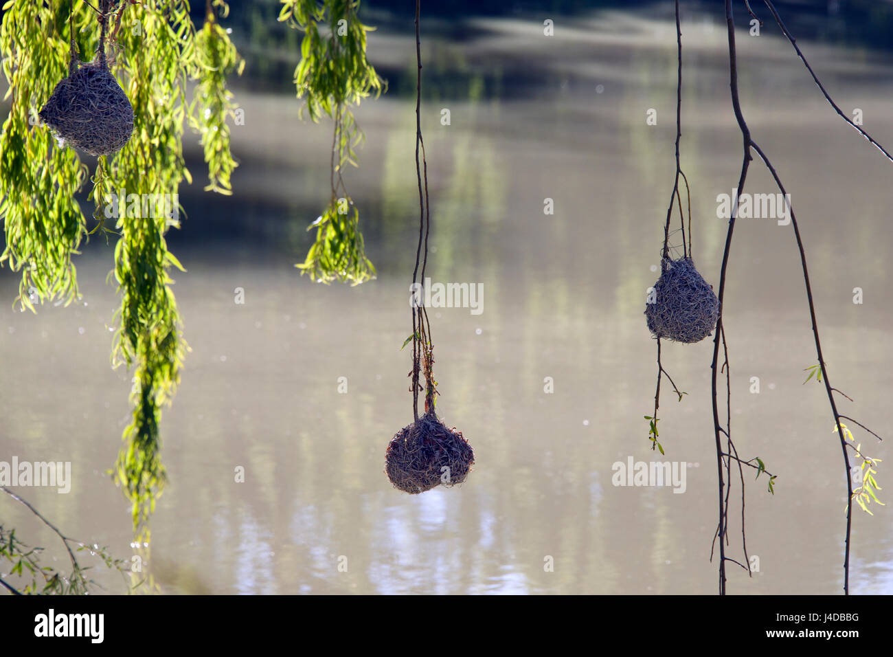Weaver bird nests hi-res stock photography and images - Alamy