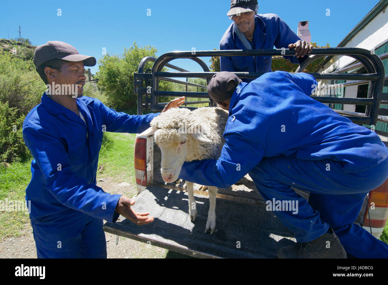 South africa karoo sheep farming hi-res stock photography and images ...