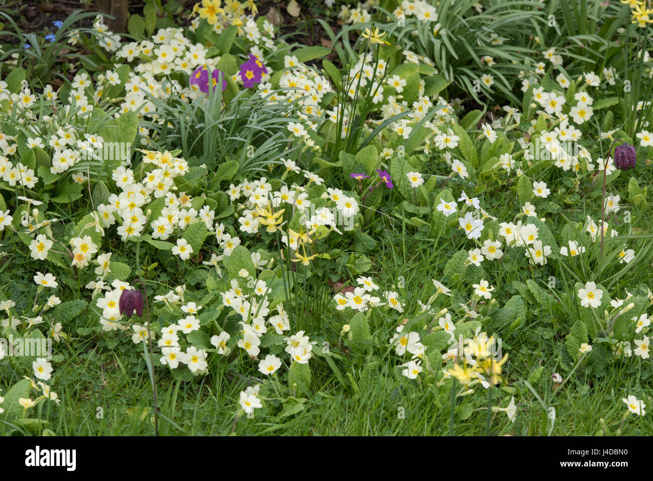 Primrose flowers uk hi-res stock photography and images - Alamy