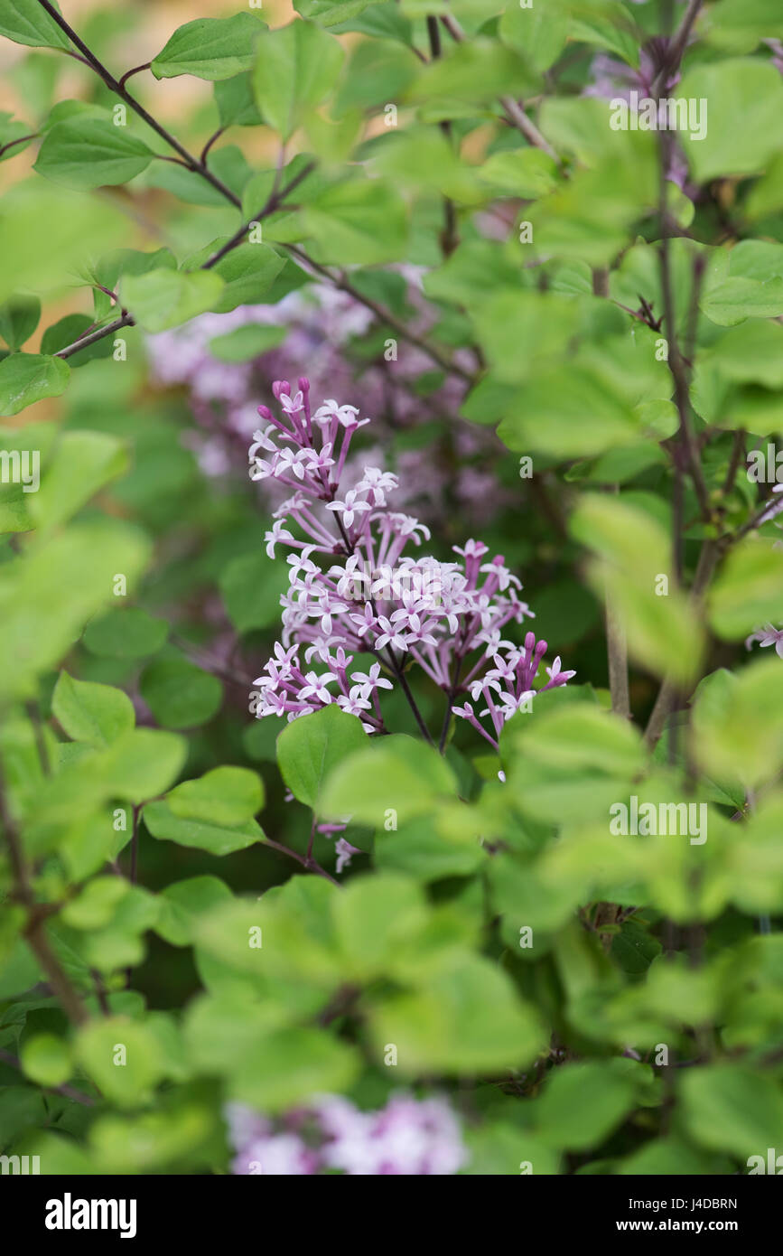 Syringa 'Red Pixie'. Dwarf Lilac flowering in springtime Stock Photo ...