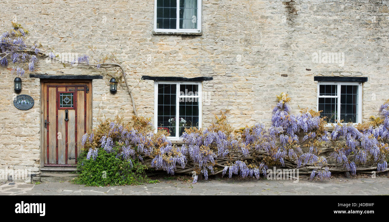 Wisteria floribunda. Japanese wisteria on the exterior of Wisteria ...