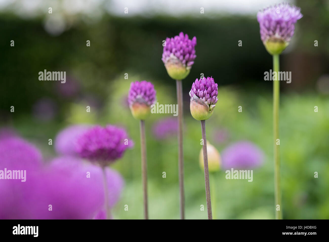 Opening garden england english hi-res stock photography and images - Alamy