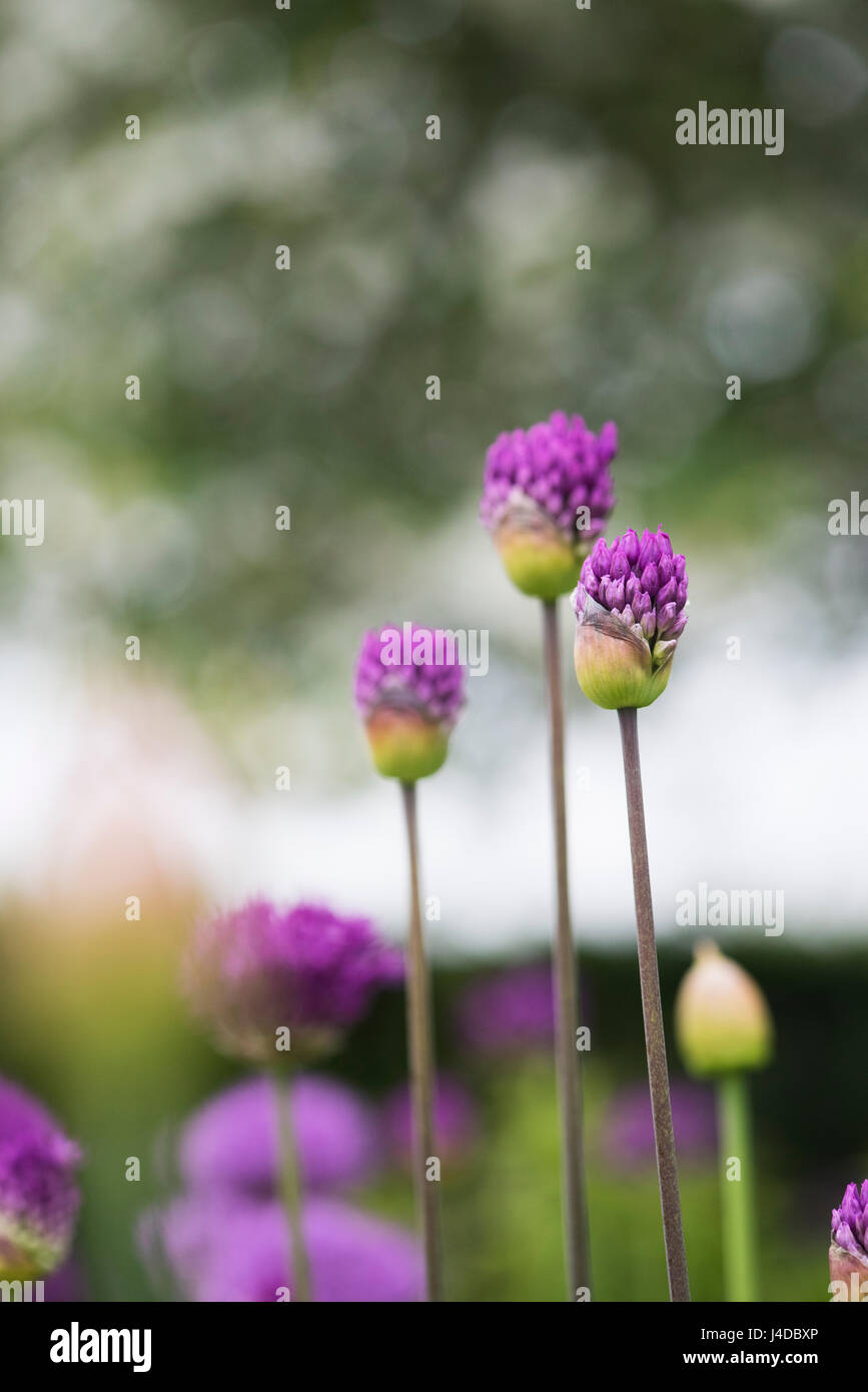 Opening garden england english hi-res stock photography and images - Alamy