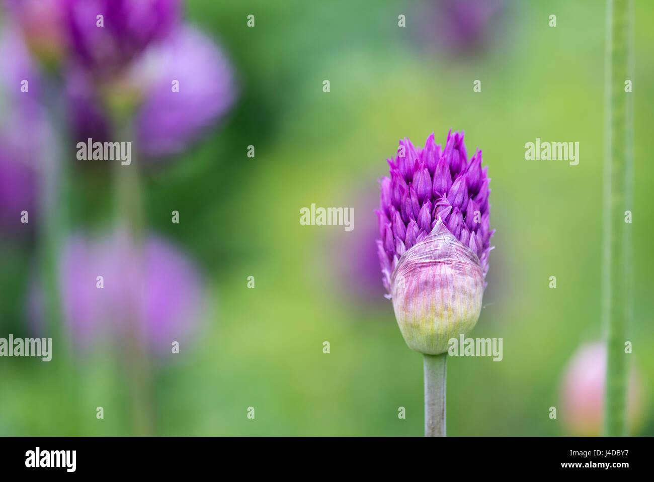 Opening garden england english hi-res stock photography and images - Alamy
