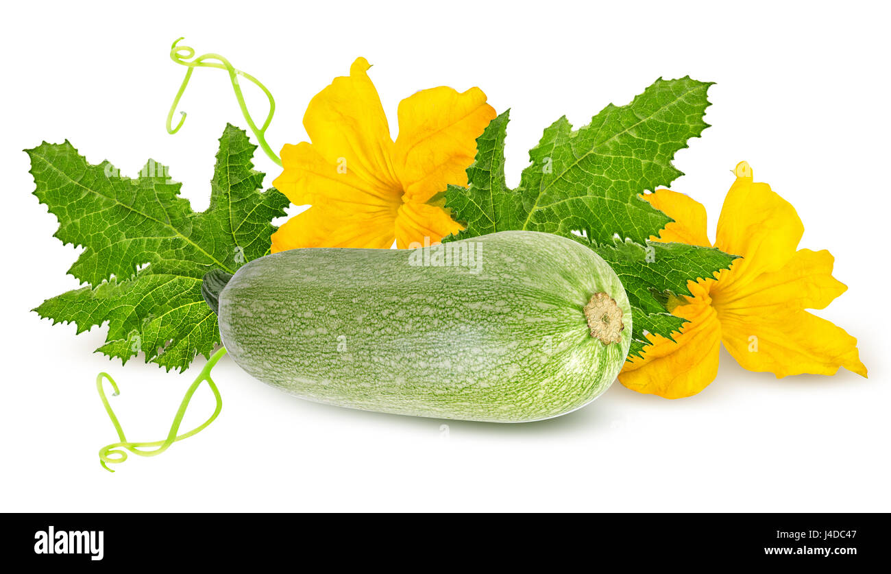 Fresh vegetable marrow isolated on white background Stock Photo - Alamy