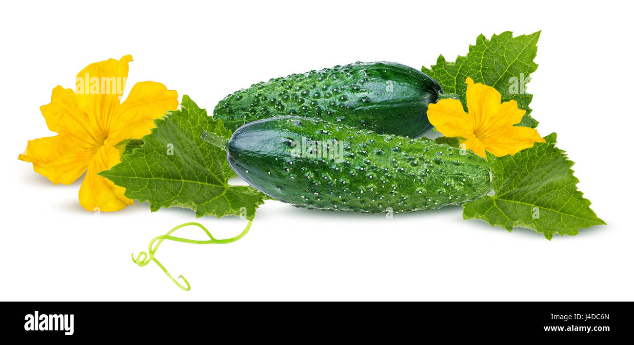 cucumber with flower isolated on white background Stock Photo - Alamy
