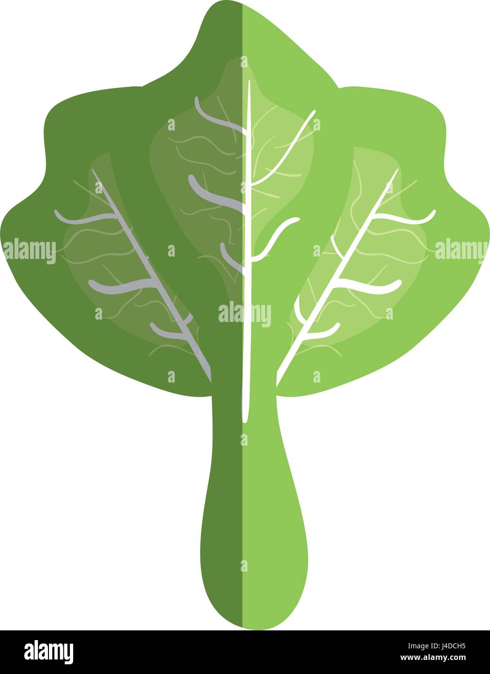Realistic lettuce Stock Vector Images - Alamy