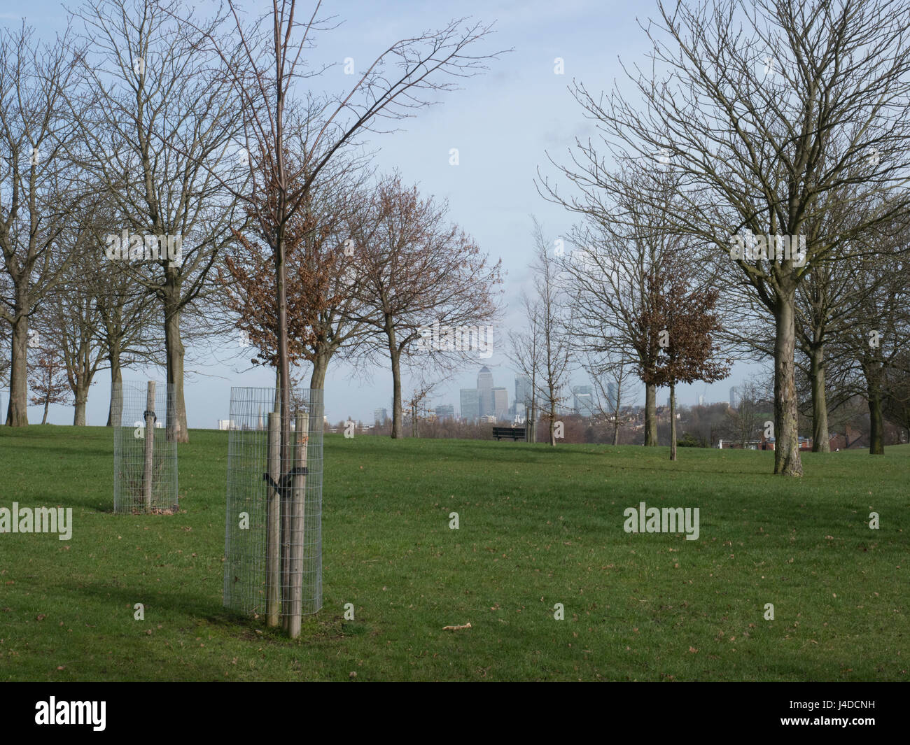 New trees in London Stock Photo - Alamy