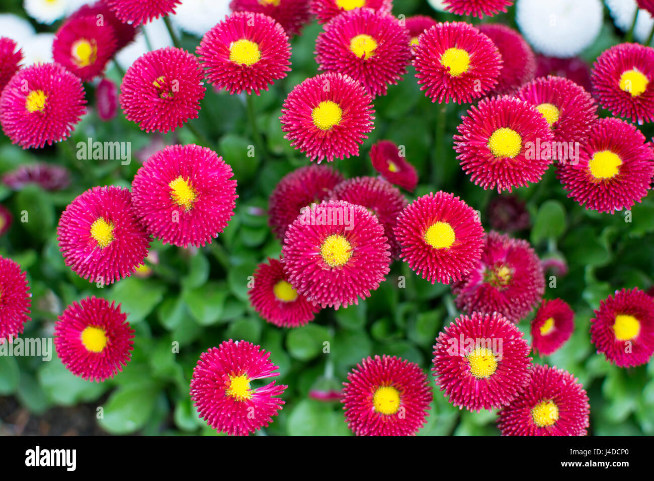 Dwarf Red Pompon English Meadow Papathy Stock Photo - Alamy