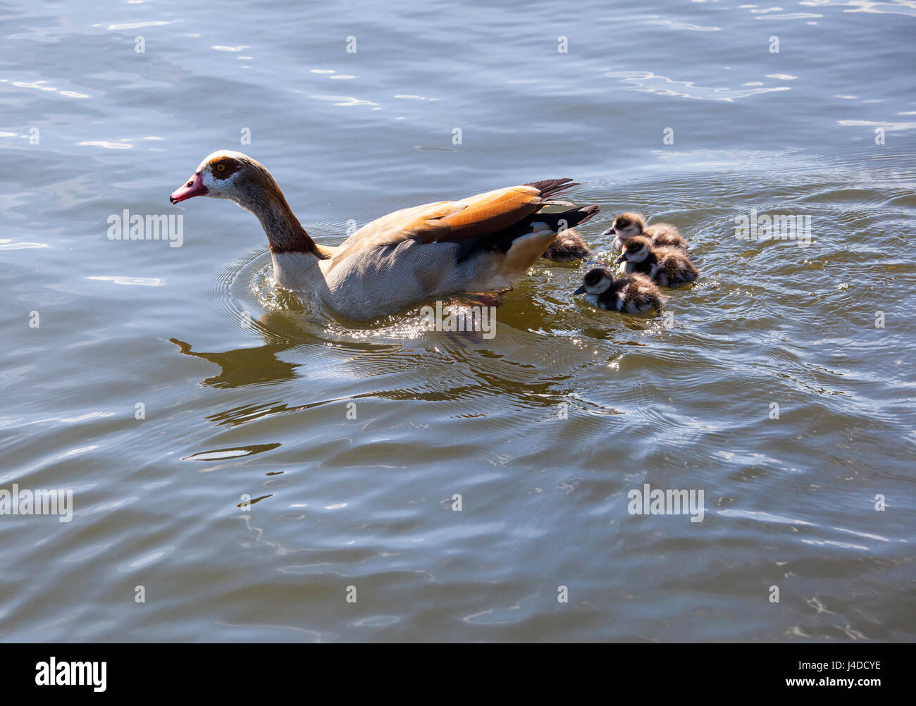 Egypt geese hi-res stock photography and images - Alamy