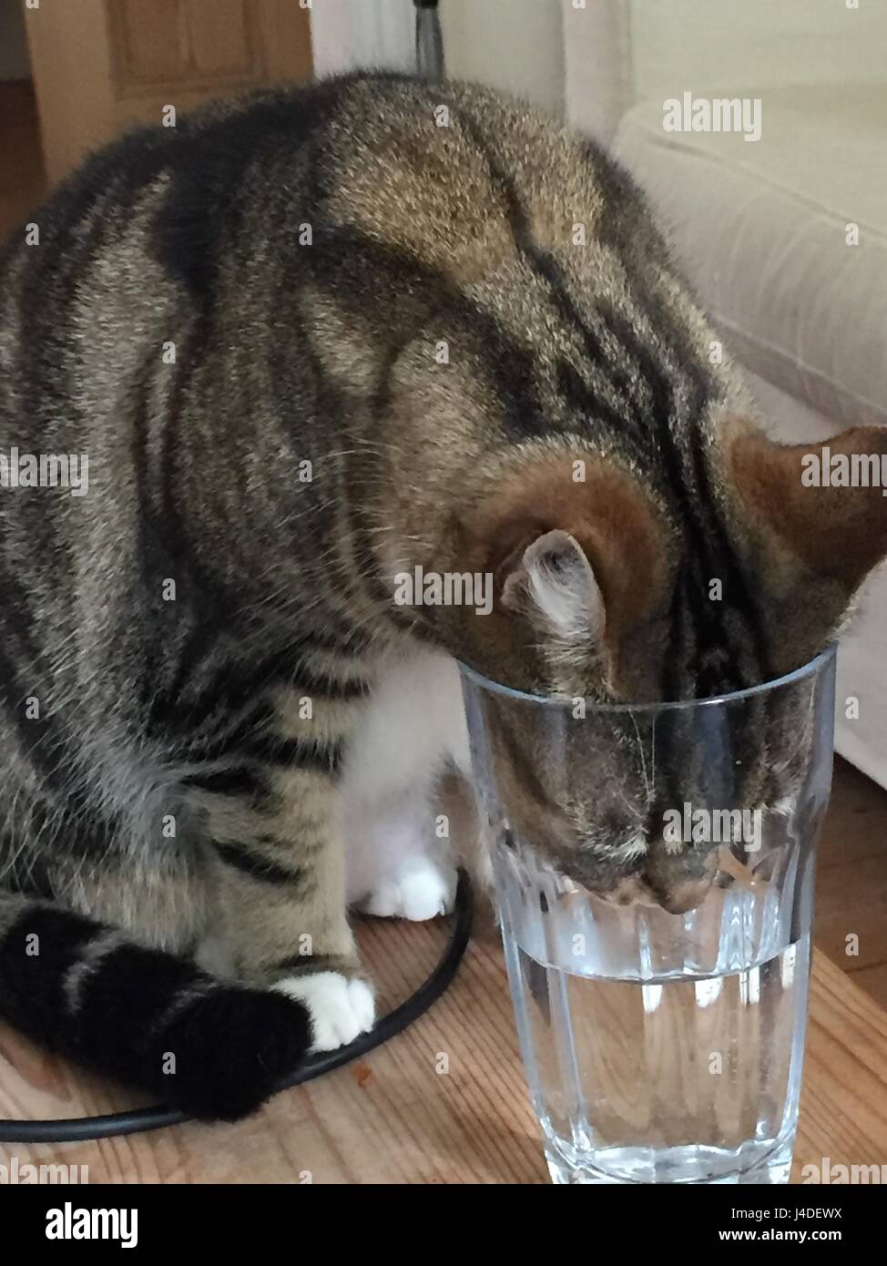 Cat drink glass hi-res stock photography and images - Alamy