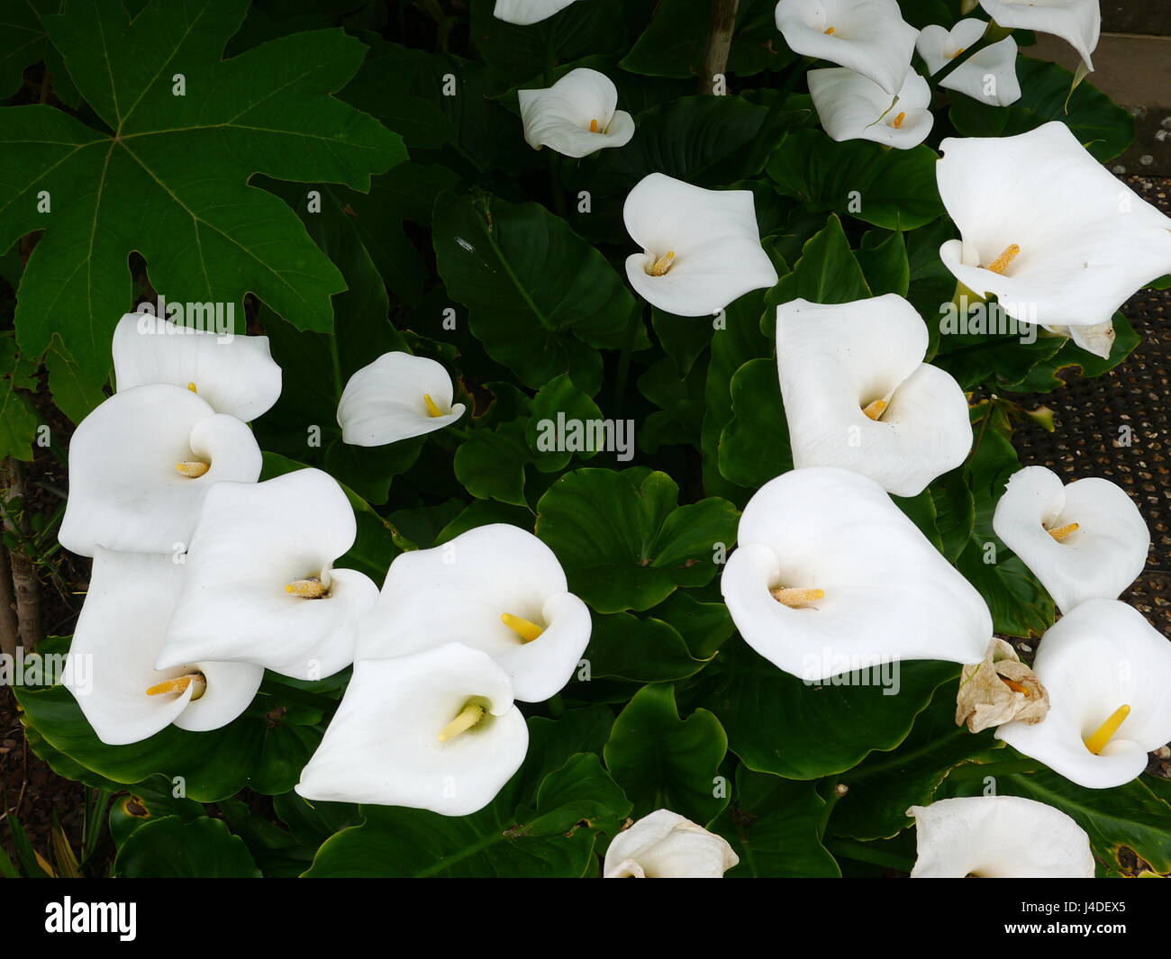Pure white lily hi-res stock photography and images - Alamy